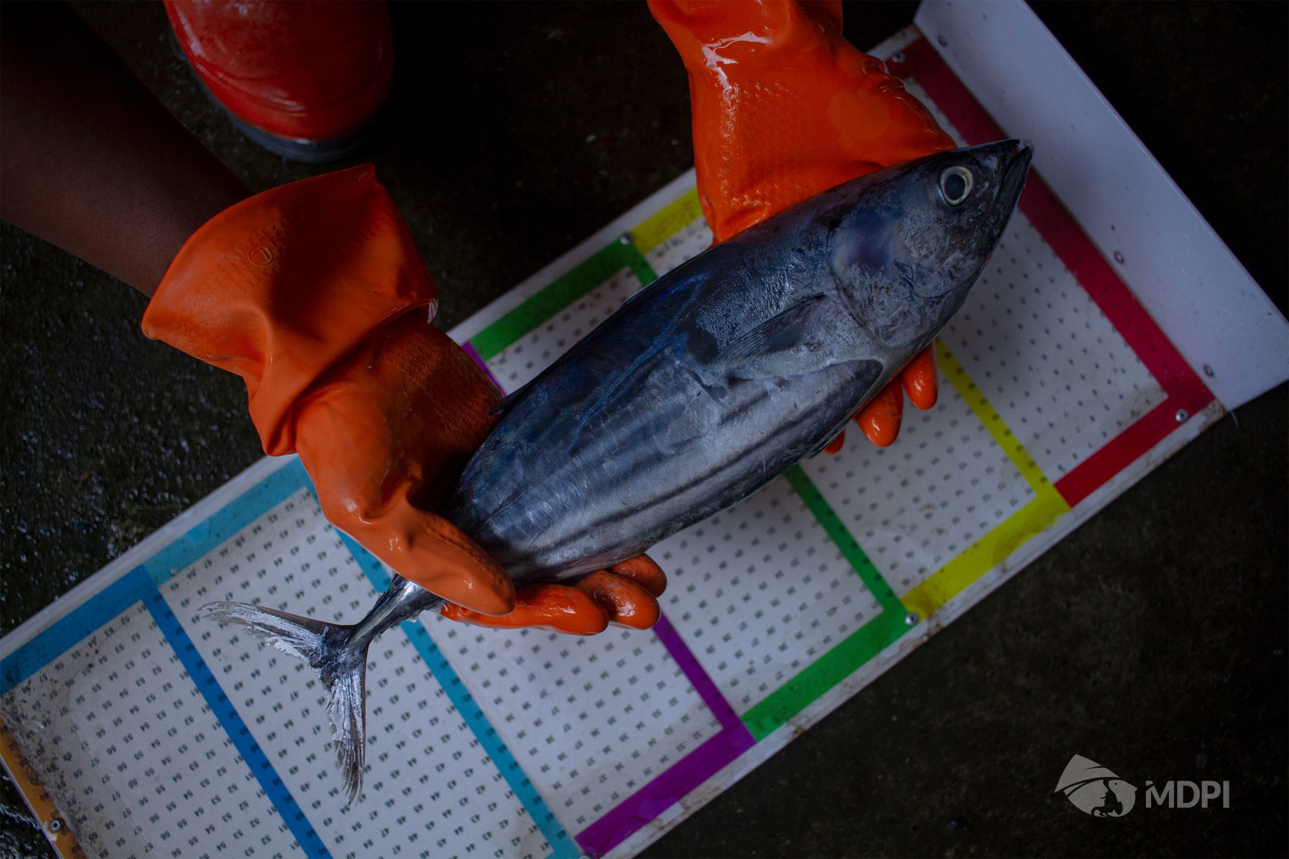 Indonesia Leads the Way in Sustainable Tuna Fisheries Management - MDPI