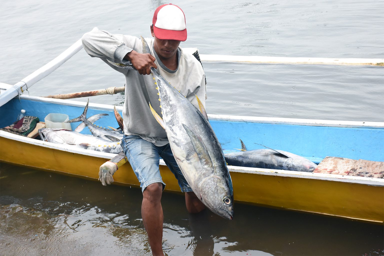 The Harvest Strategy: A Game-Changer for Sustainable Fisheries ...